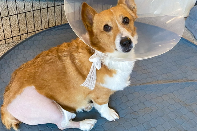 TPLO Surgery Overview
