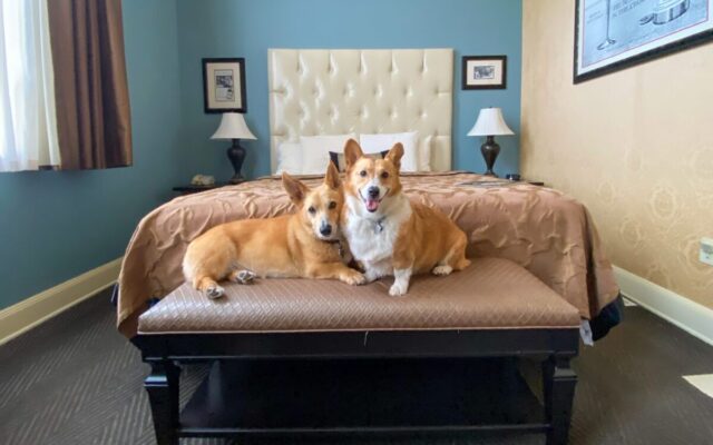 Vacationing with Dogs: Essential Tips for a Dog-Friendly Getaway ...